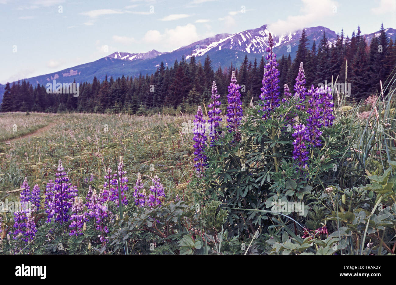 Arctic Lupine, Lupinus arcticus Stock Photo - Alamy
