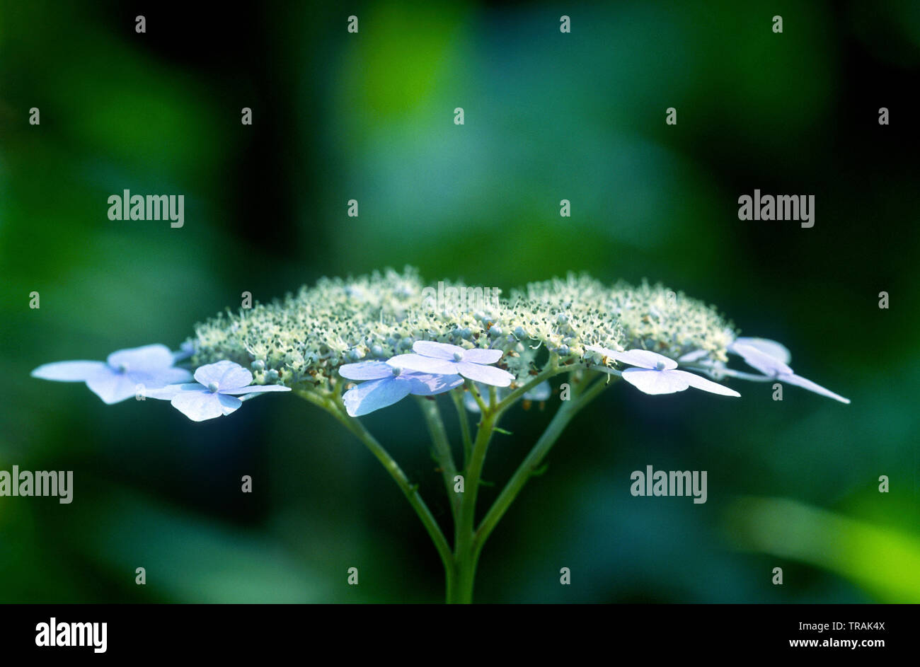 Hydrangea japan forest hi-res stock photography and images - Alamy