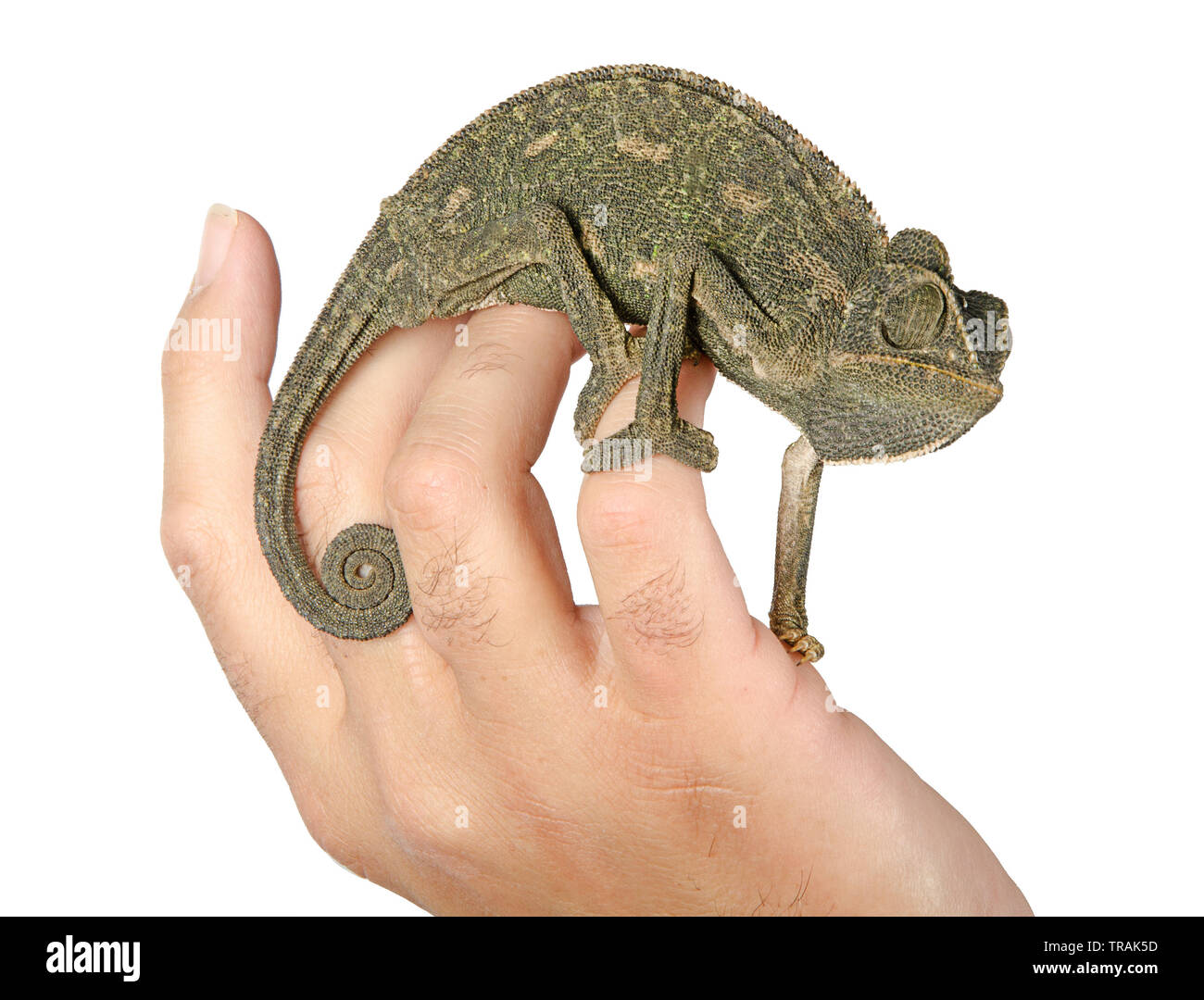 Chameleon sitting on twig hi-res stock photography and images - Alamy