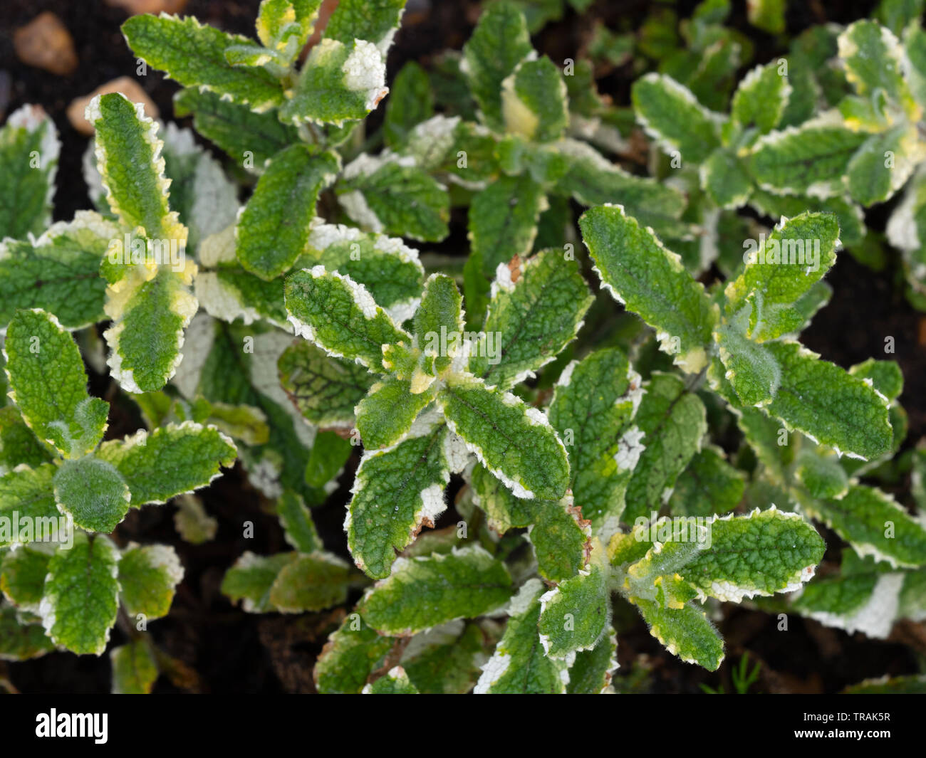 Apple mint mentha suaveolens hi-res stock photography and images - Alamy