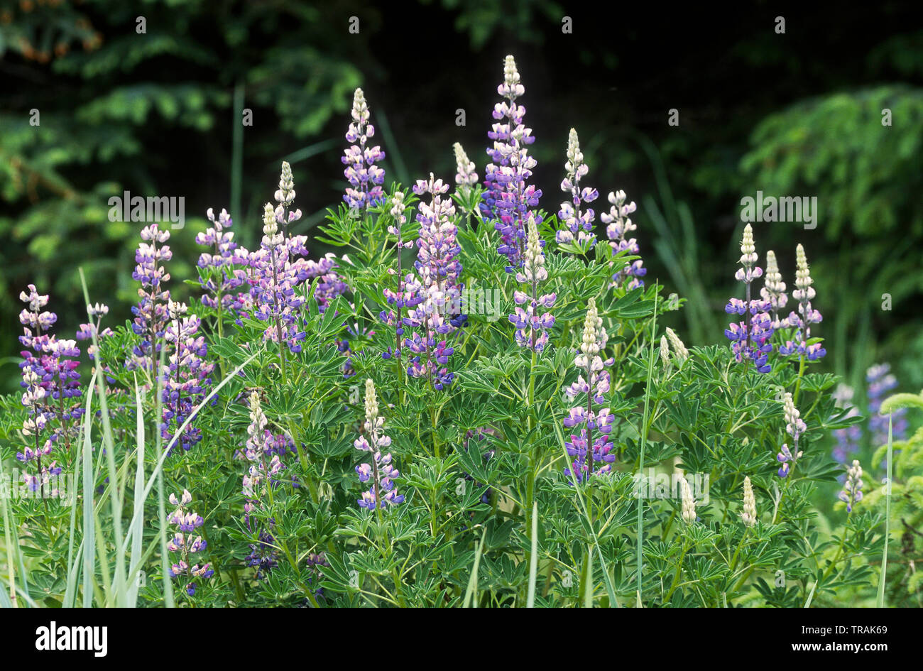 Arctic Lupine, Lupinus arcticus Stock Photo - Alamy