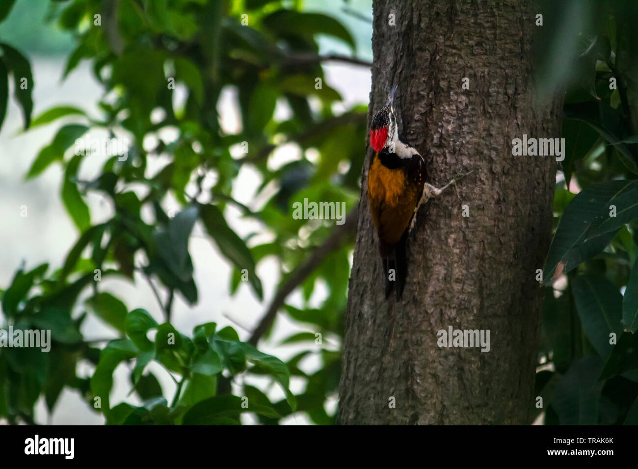 A woodpecker eating food from a mango tree with a joyful sound Stock ...