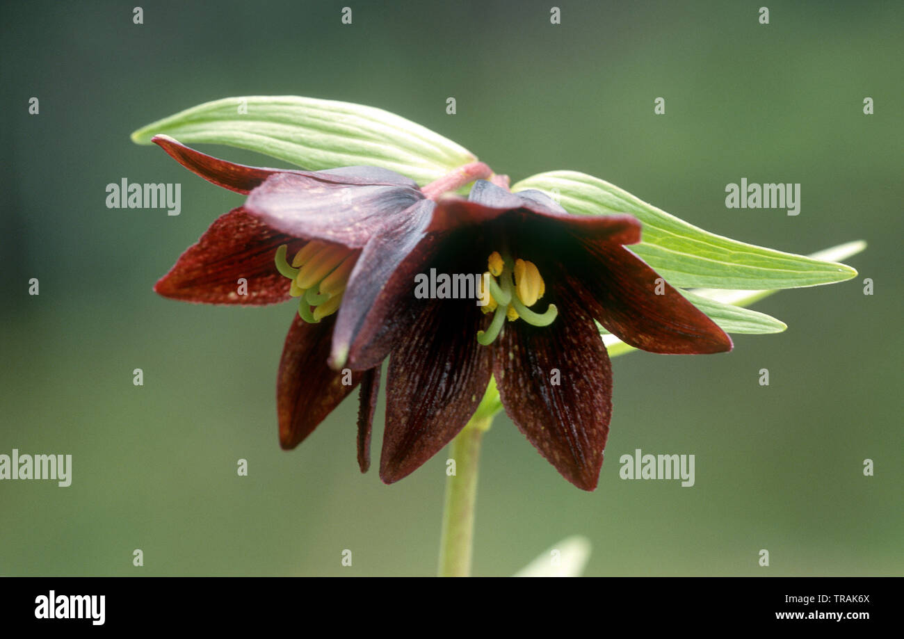 Chocolate lily, Fritillaria camschatcensis Stock Photo - Alamy