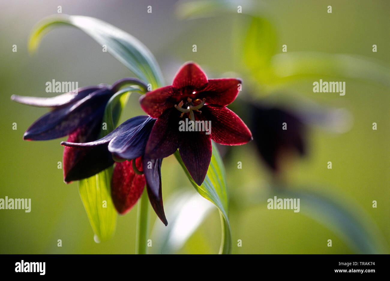 Chocolate lily, Fritillaria camschatcensis Stock Photo - Alamy