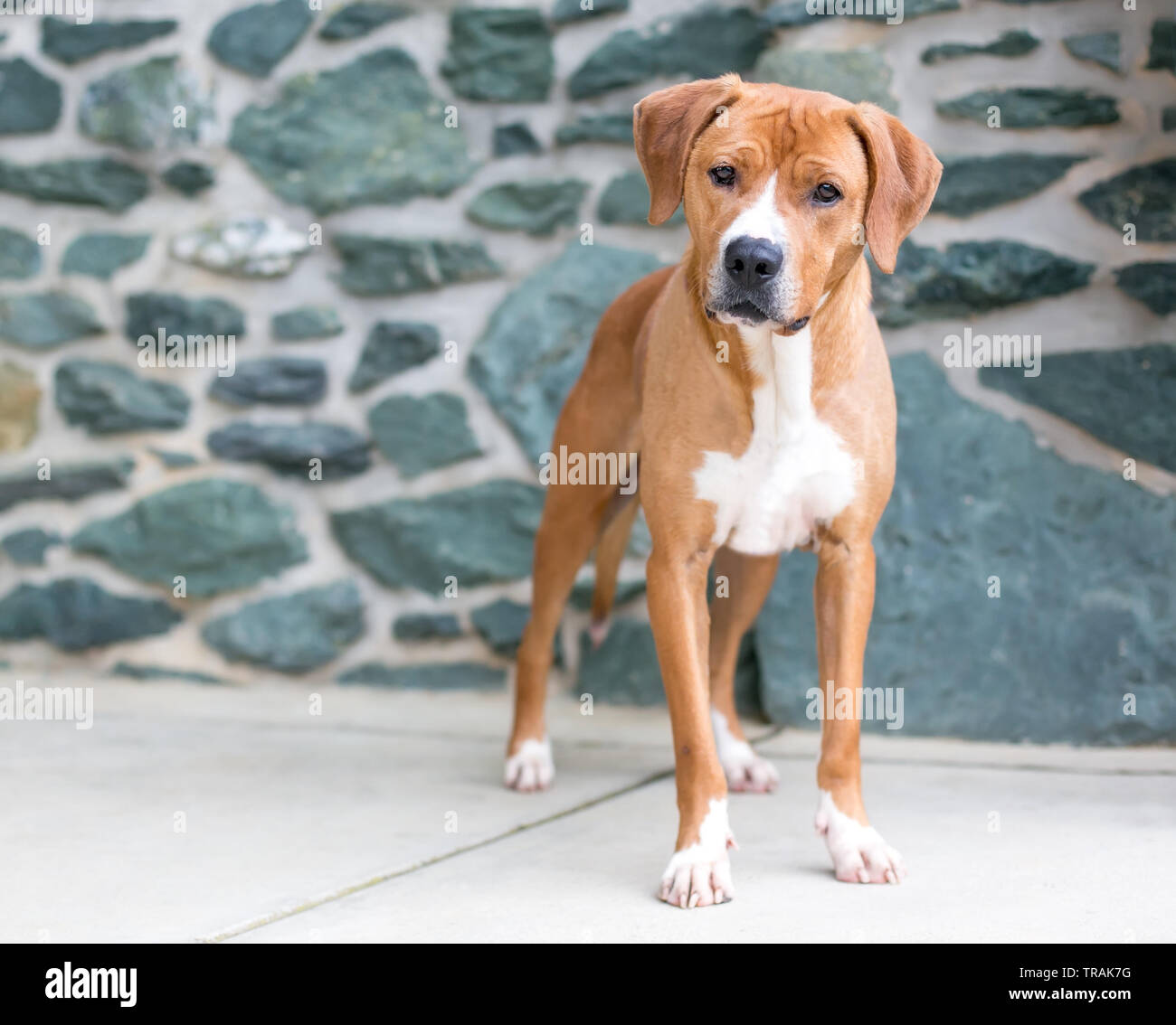 White Boxer Beagle Mix