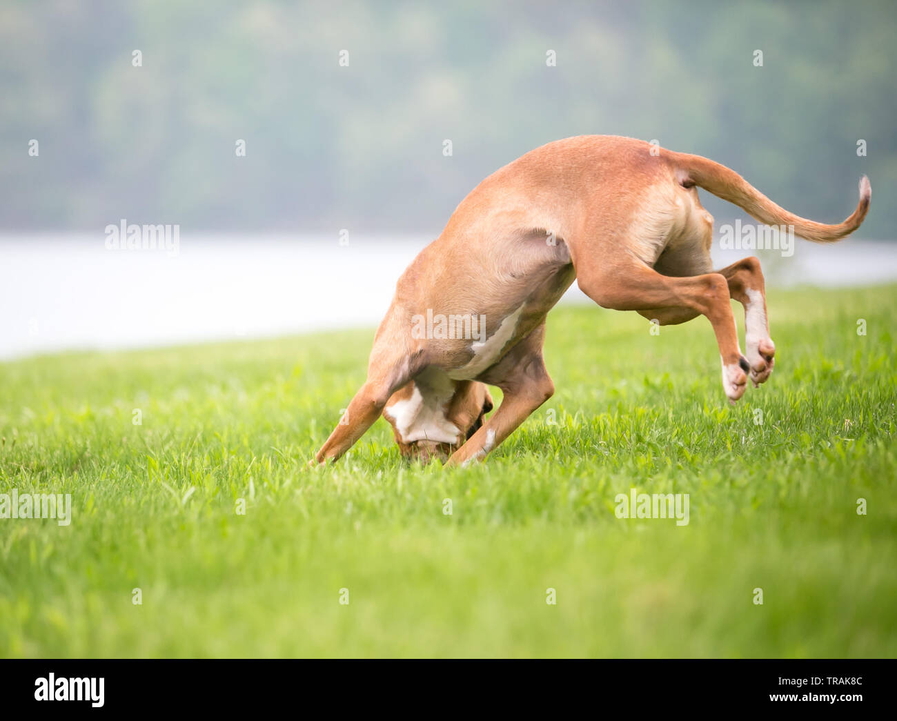 Pouncing hi-res stock photography and images - Alamy