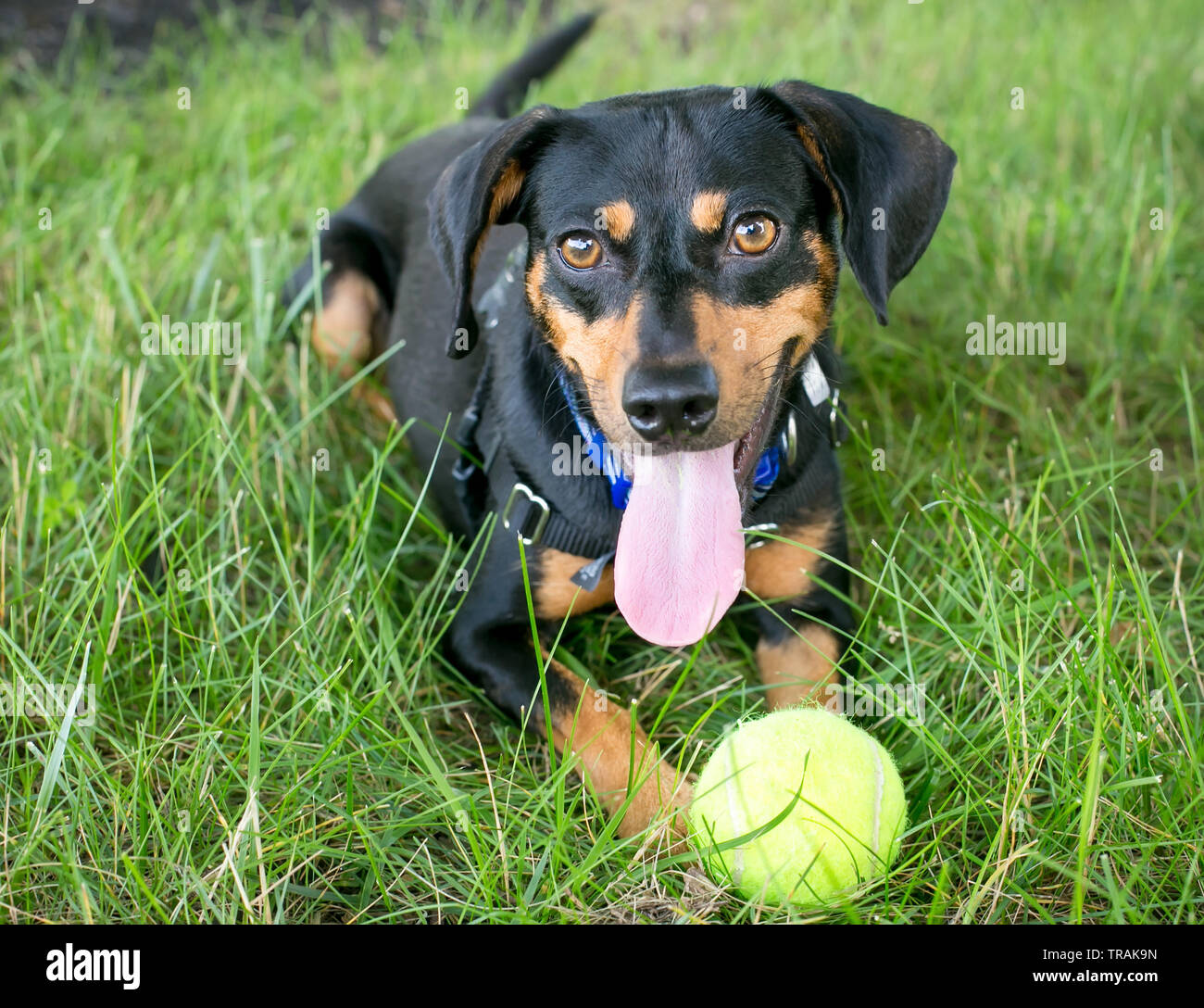 Red Min Pin Dachshund Mix