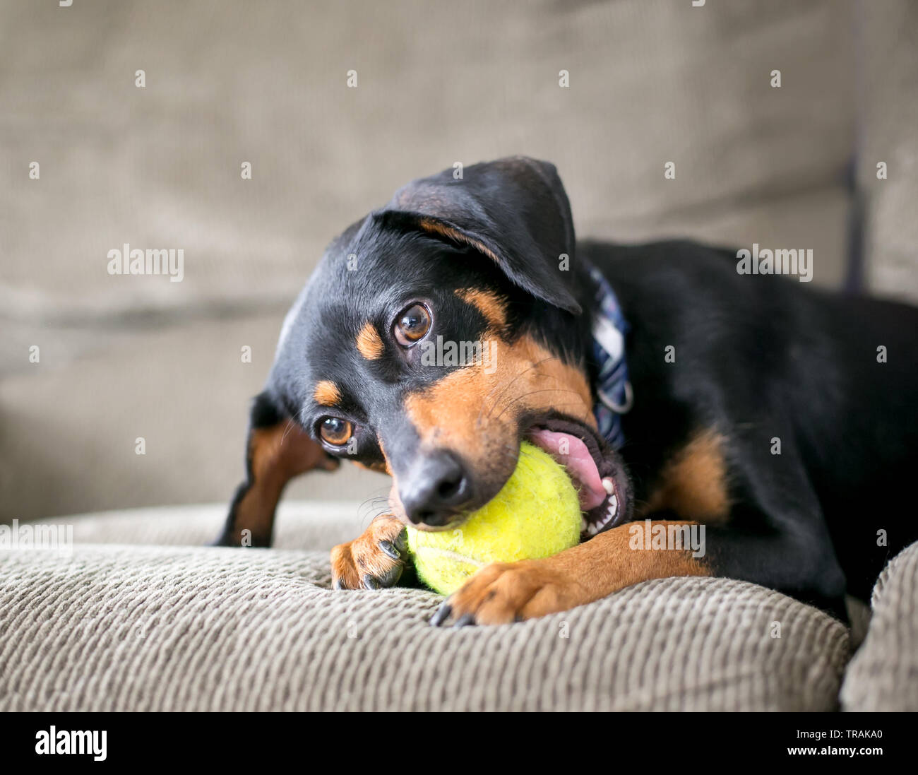 Rottweiler Dachshund Mix