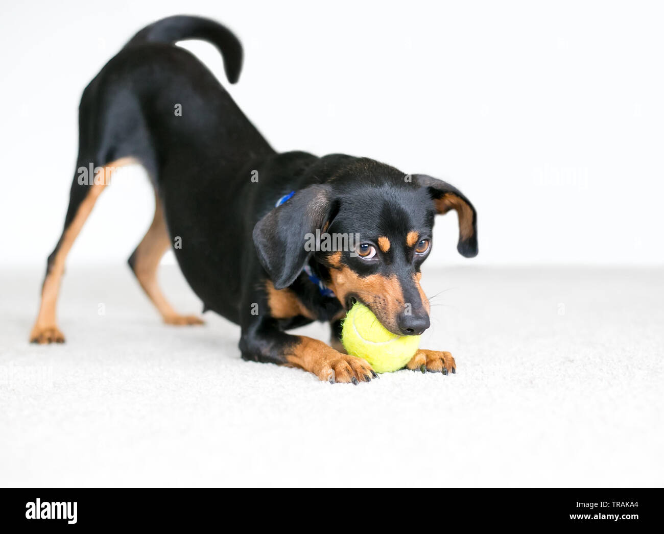 Dog play bow hi-res stock photography and images - Alamy