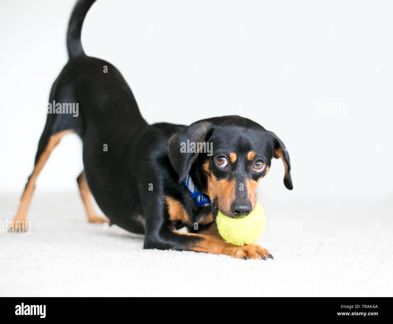 A black and red Dachshund mixed breed dog chewing on a tennis ball in a ...