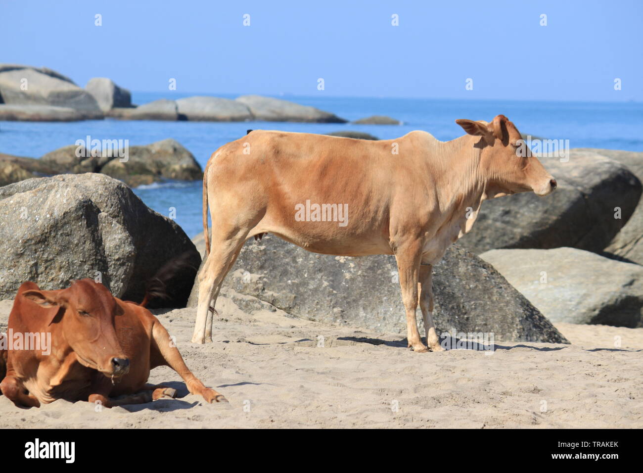 Brown cows relaxing on public beach in Palolem, Goa, India Stock Photo ...