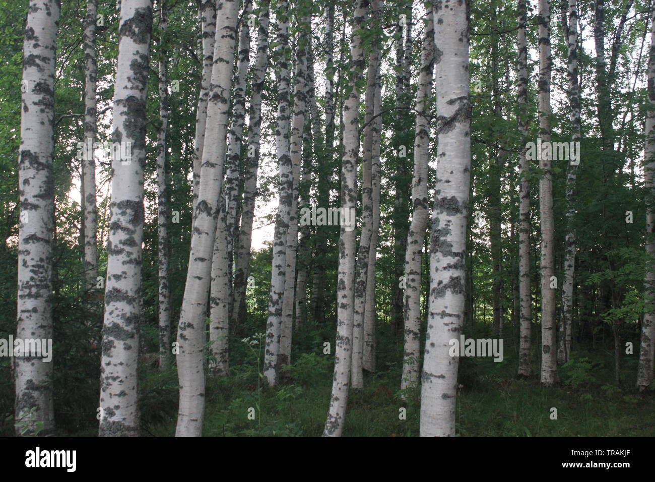 Birch trees in summer forest in Finland Stock Photo - Alamy