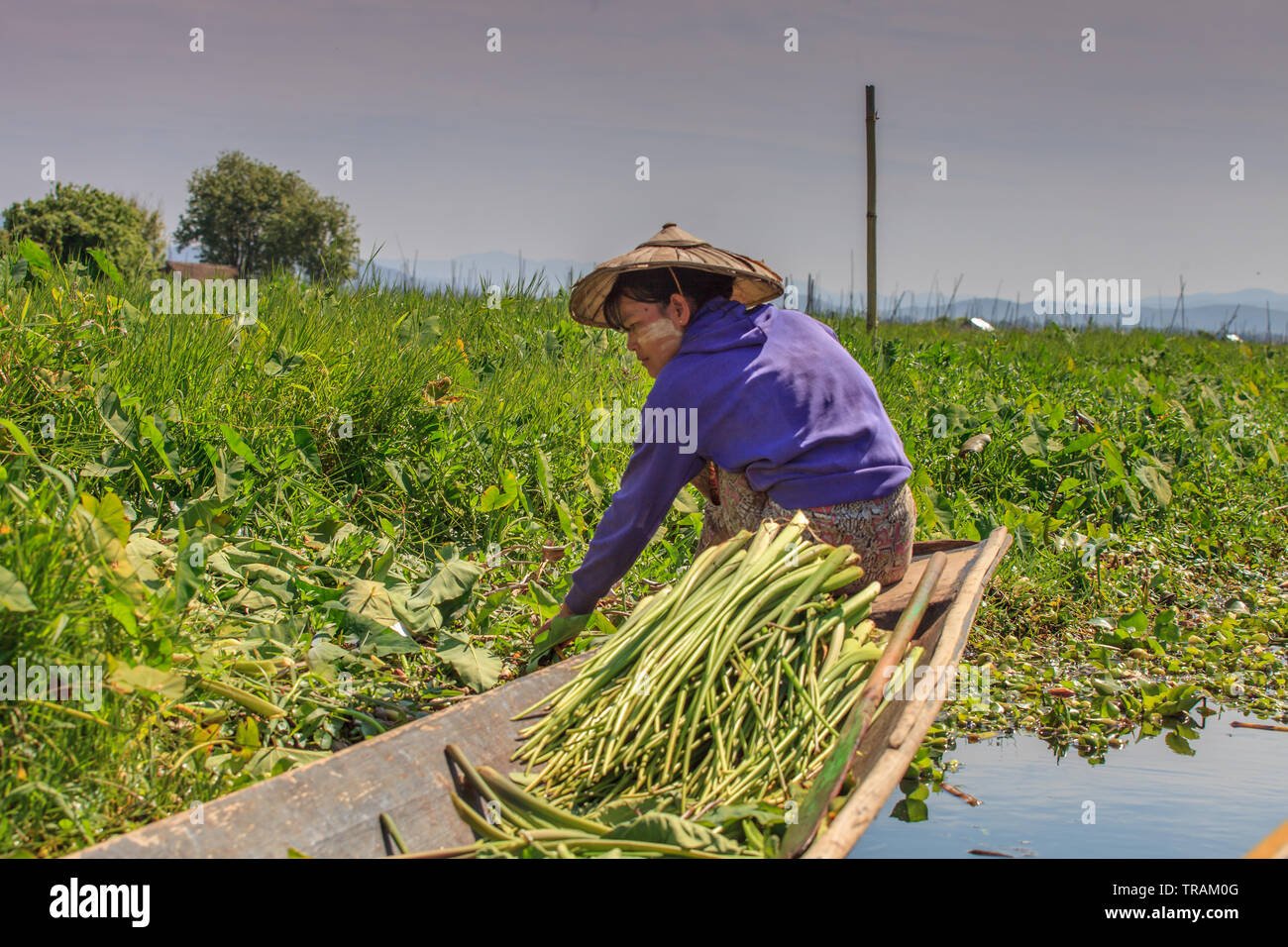 Harvesting in the floating vegetables gardens Stock Photo - Alamy
