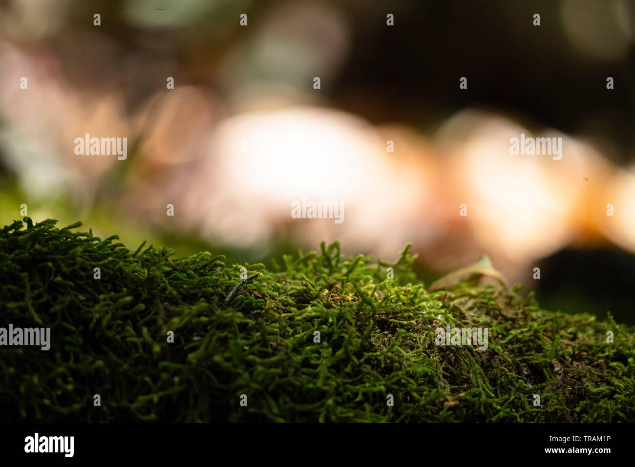 Small fern hi-res stock photography and images - Alamy