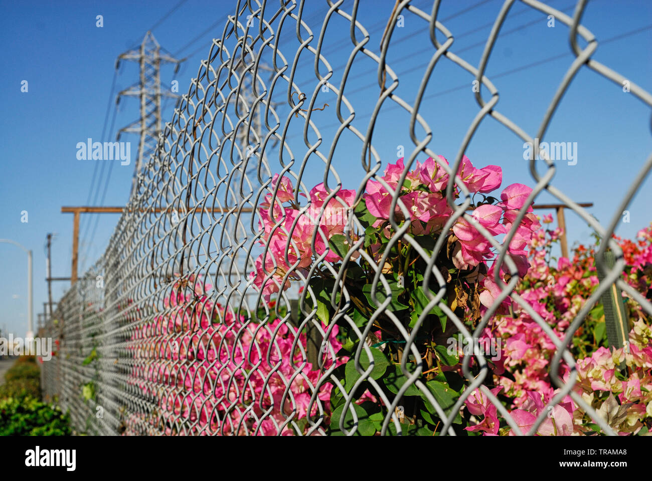 Chain Link Fence Wisteria