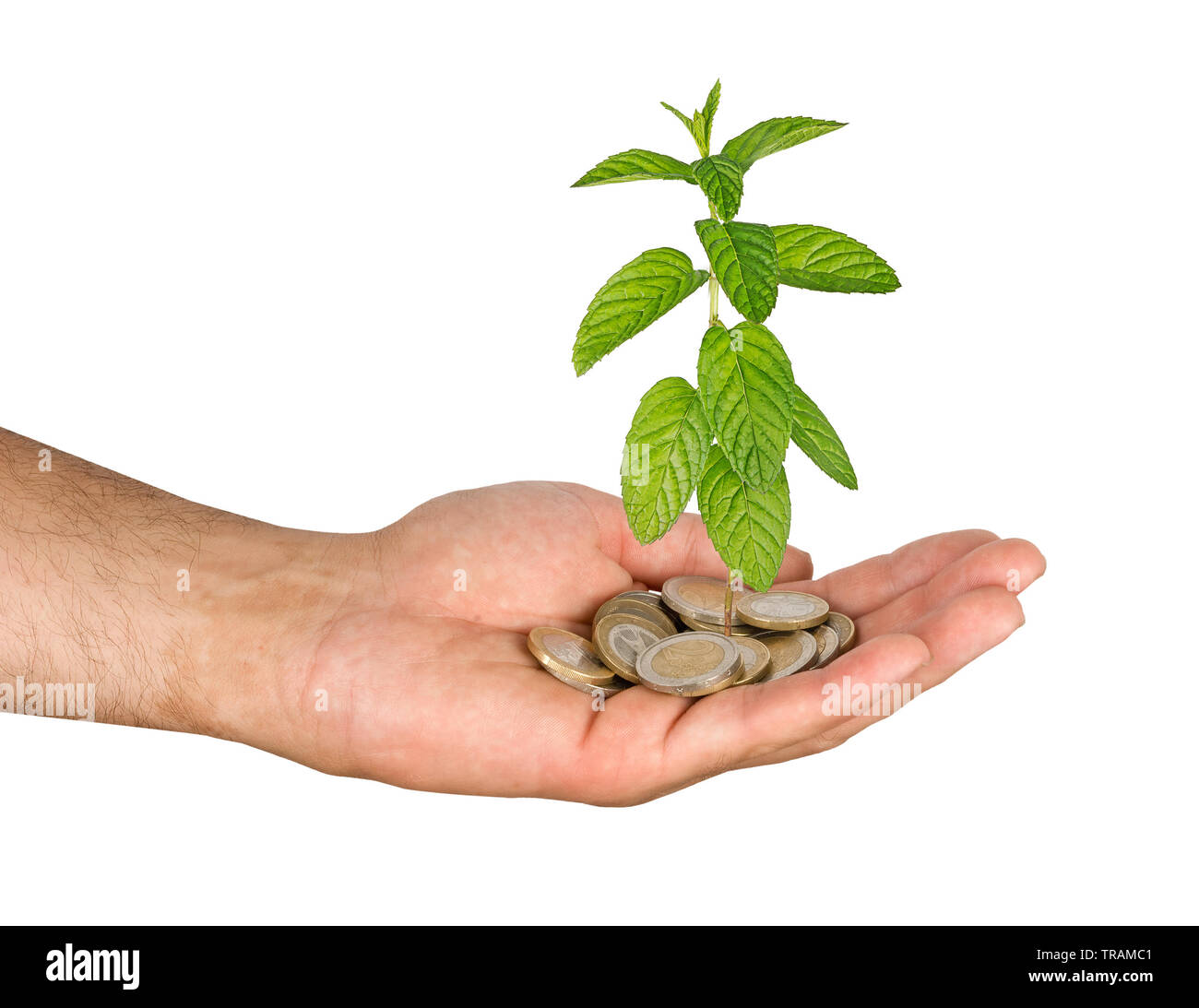Planting mint seedling hi-res stock photography and images - Alamy