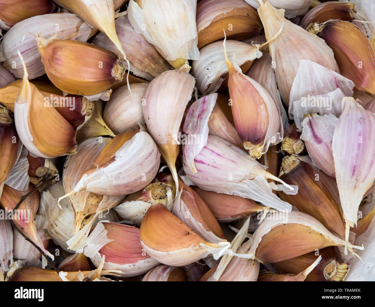 Large cloves of garlic prepared for planting Stock Photo - Alamy