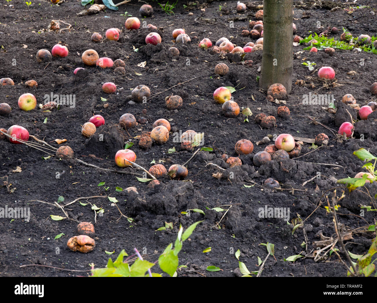 Fallen, long lying under the apple tree, fruits Stock Photo - Alamy