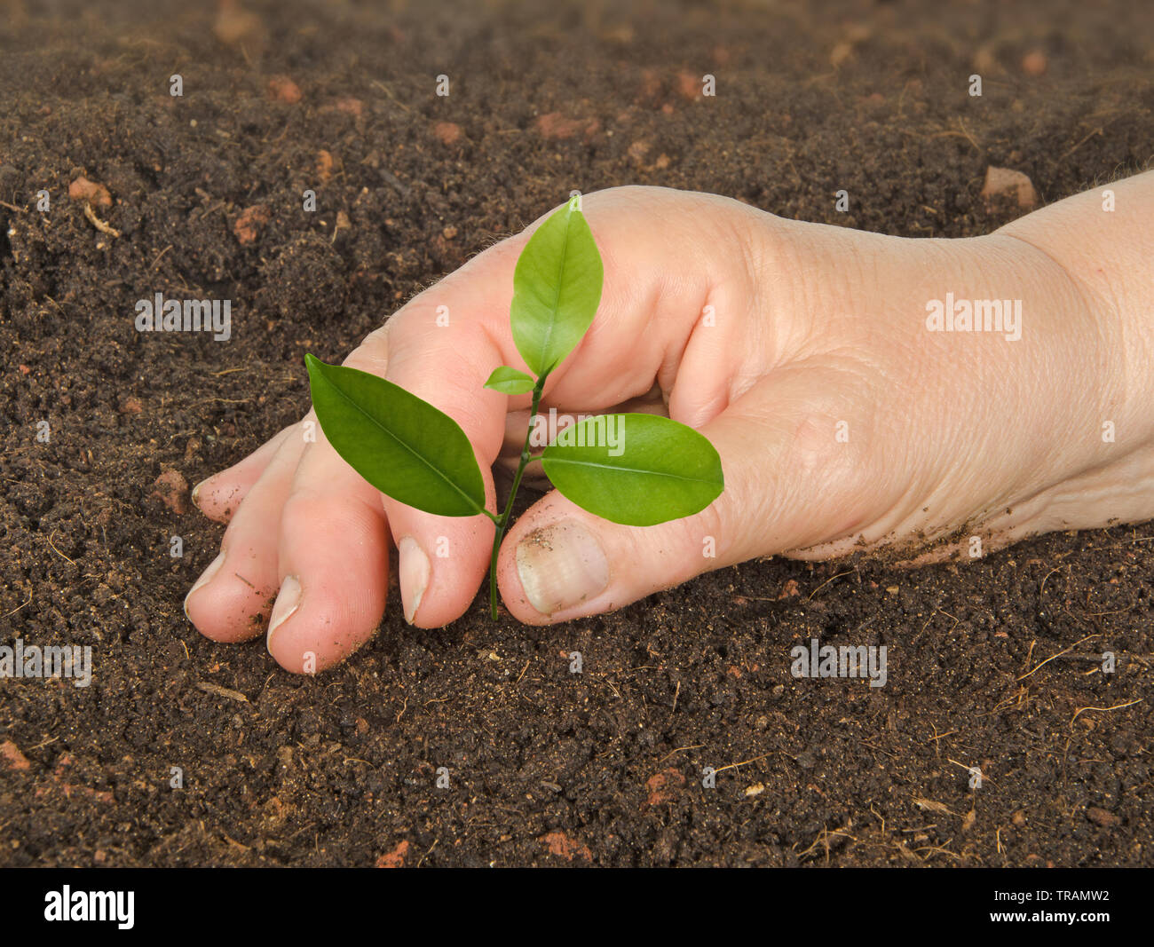 Citrus Seedling High Resolution Stock Photography and Images - Alamy
