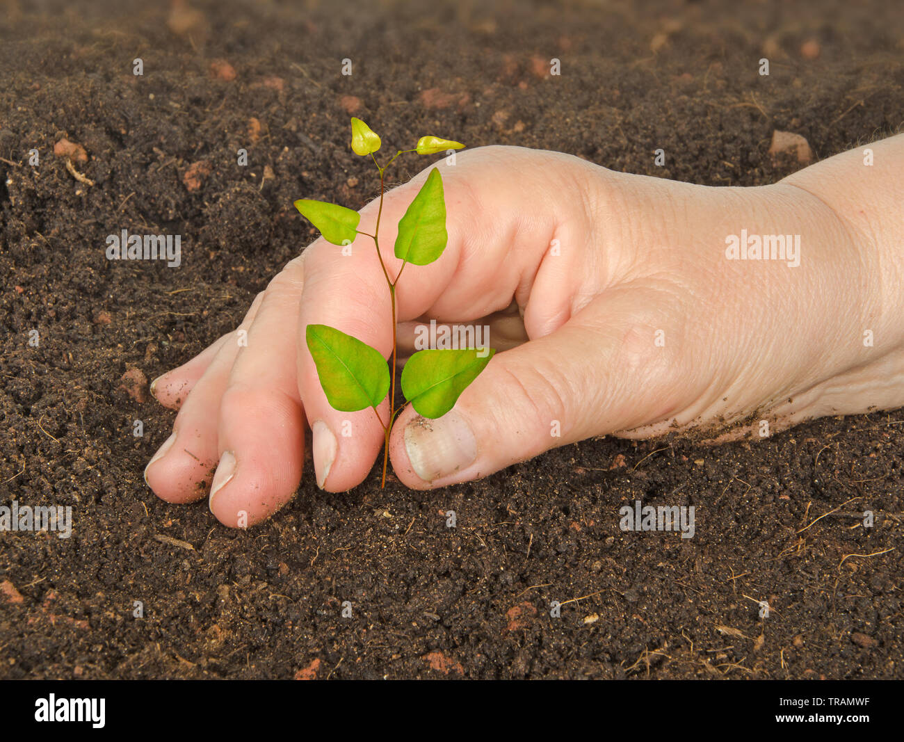 Planting a sapling Stock Photo - Alamy