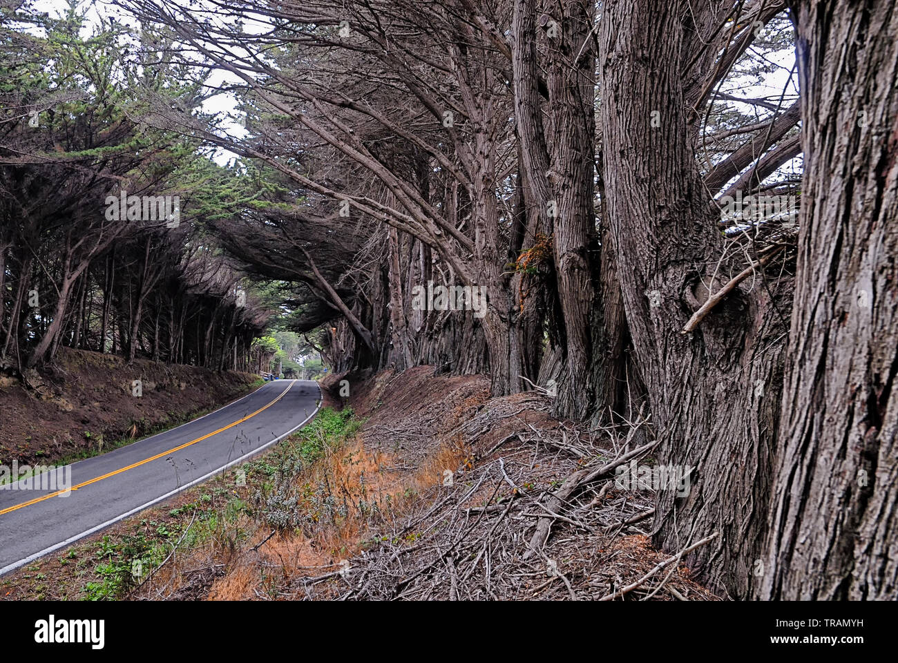 A craggy tree lined section of Highway 101 north of Fort Brag in ...