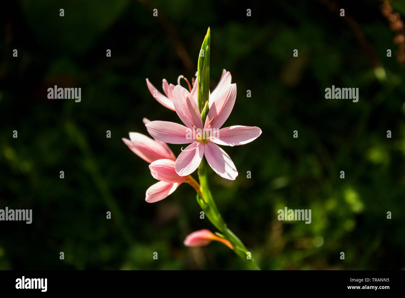 Beautiful Pink Lilly Stock Photo - Alamy