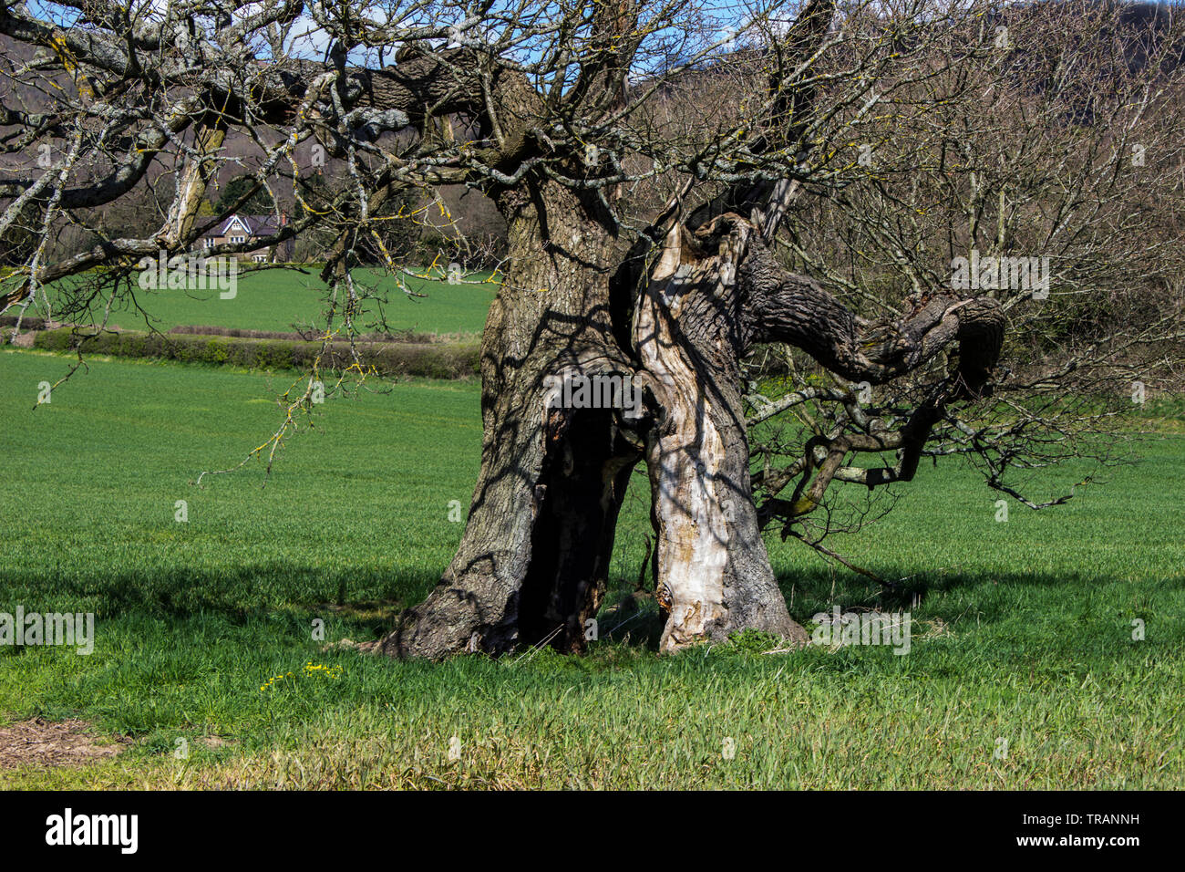 Tree hit lightening hi-res stock photography and images - Alamy