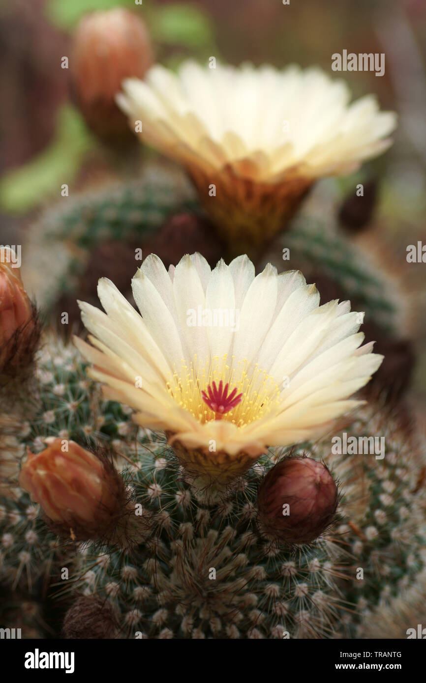 Concinna hi-res stock photography and images - Alamy