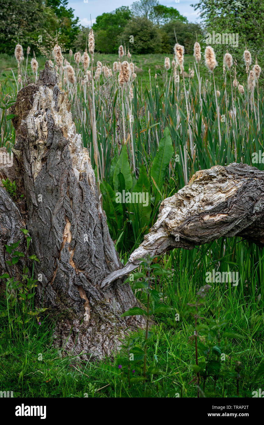 Downy willow hi-res stock photography and images - Alamy