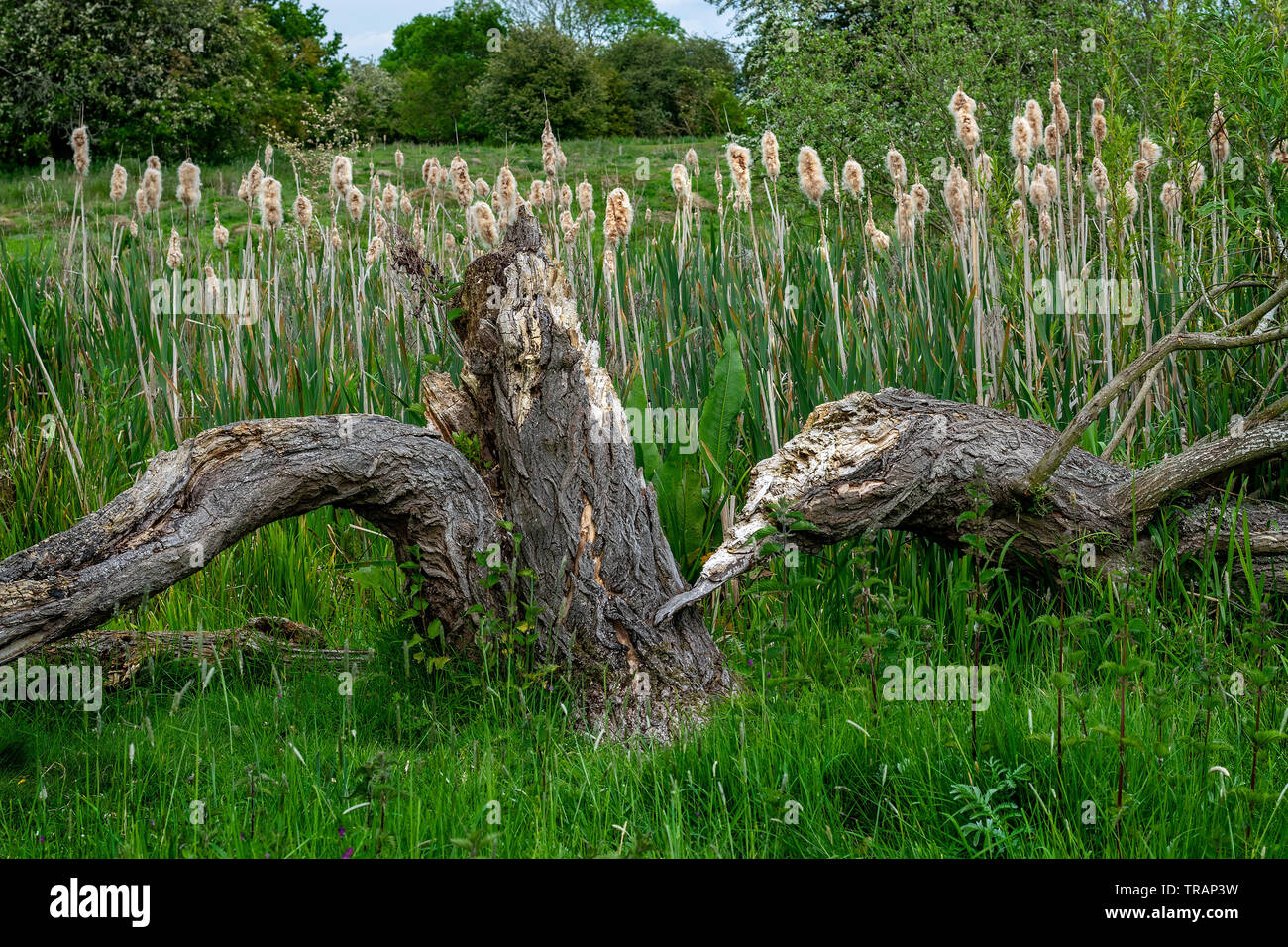 Downy willow hi-res stock photography and images - Alamy