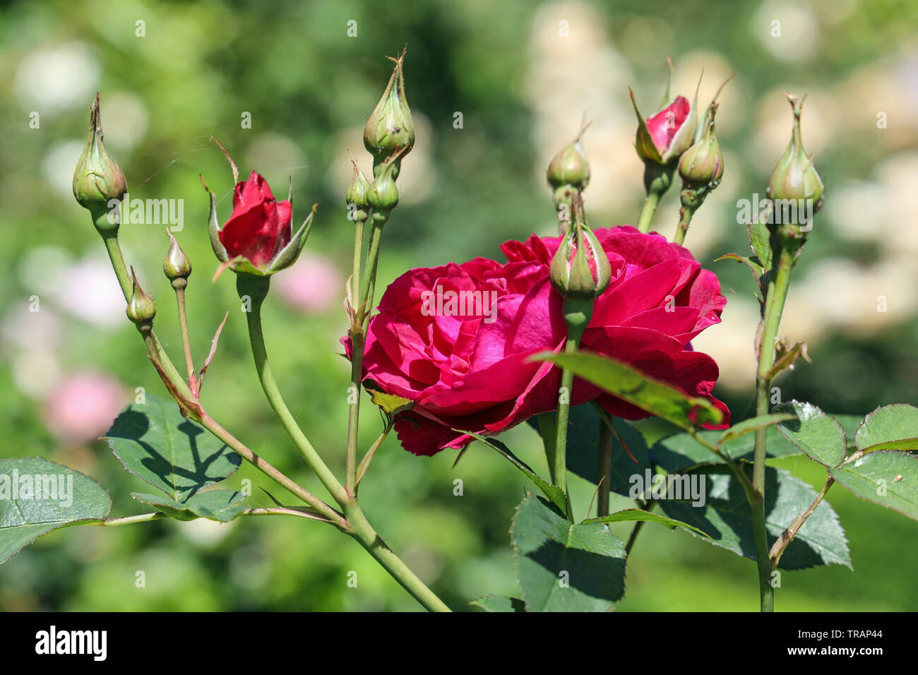 Crimson red rose in the Rose Garden at Mount Edgcumbe Park Cornwall ...