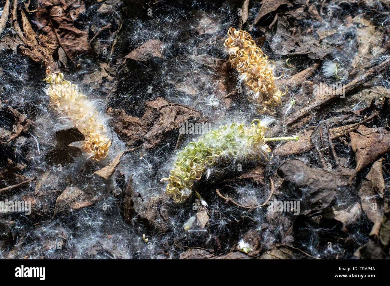 Downy willow hi-res stock photography and images - Alamy