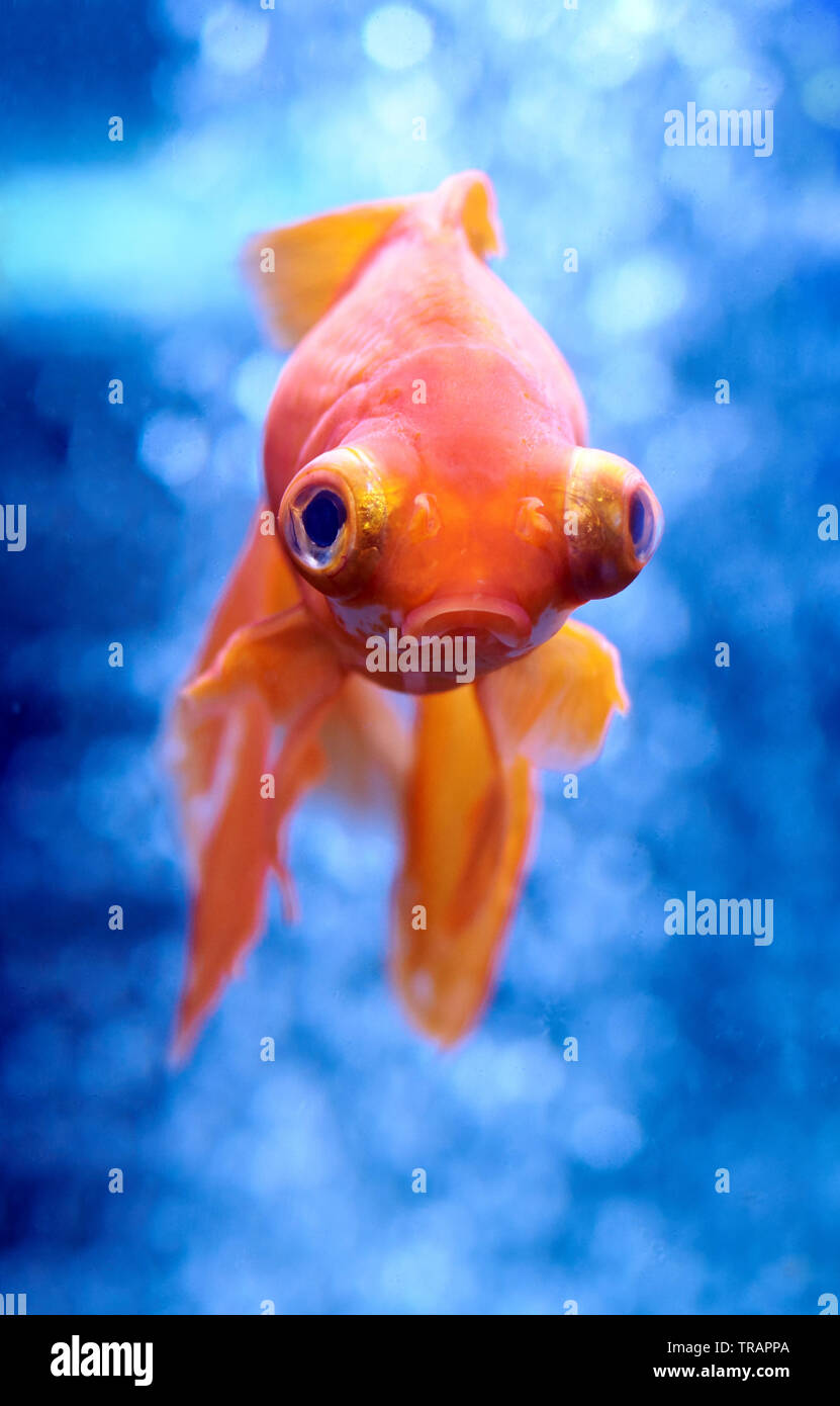 Goldfish in blue water and out of focus air bubbles behind Stock Photo ...