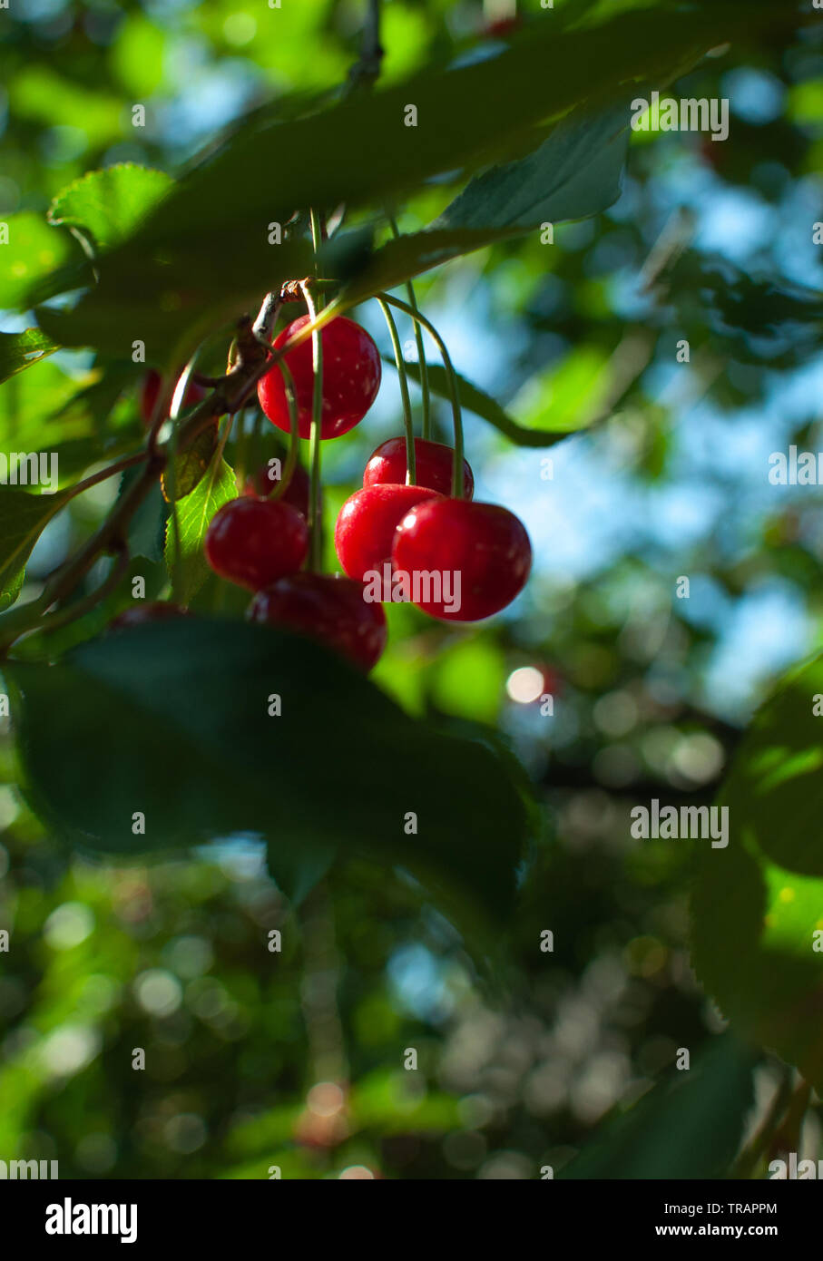 Juicy red cherries hanging on the branch. Sun shines on their surface ...