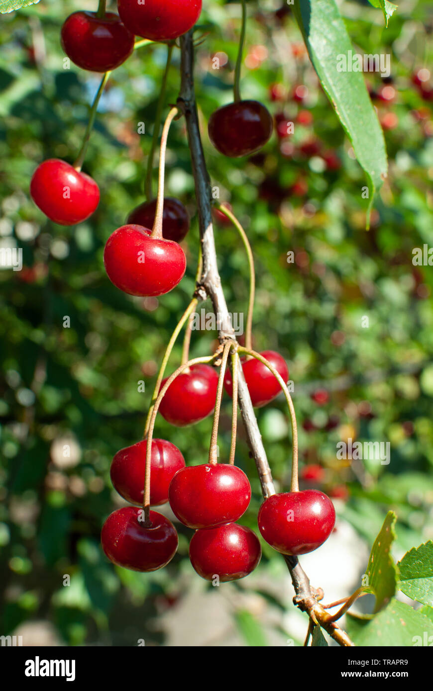 Sunlight and cherries hi-res stock photography and images - Alamy