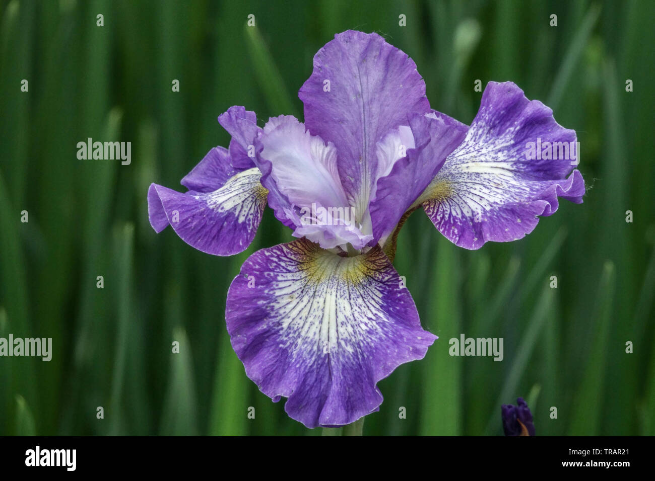 Blue flag irises hi-res stock photography and images - Alamy