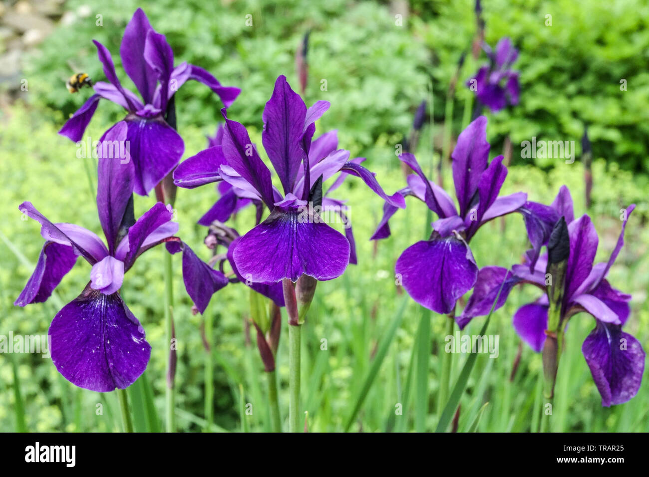 Dark Blue iris sibirica, Siberian Iris, Irises Stock Photo - Alamy