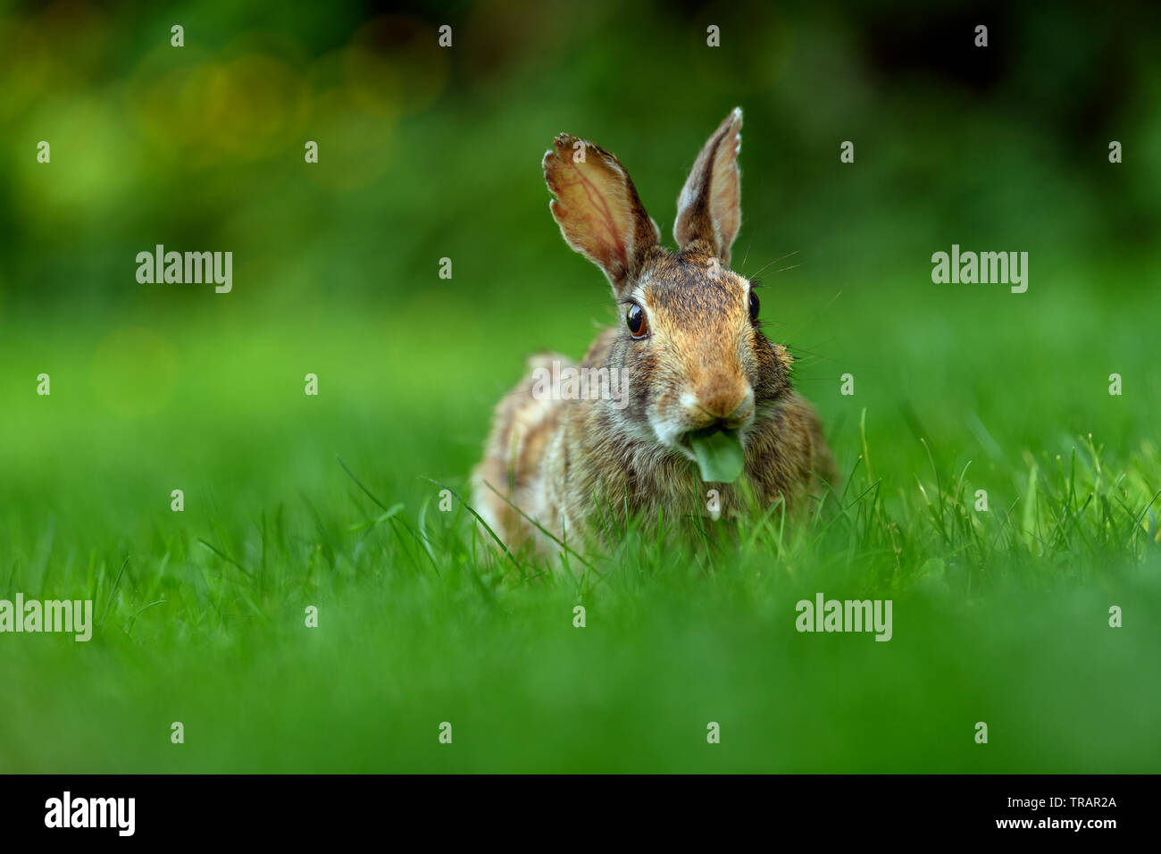 Bunny comic face hi-res stock photography and images - Alamy