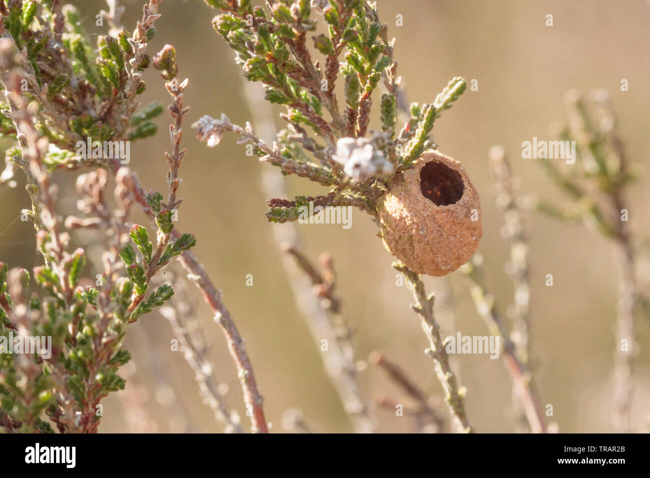Nest of heath potter wasp hi-res stock photography and images - Alamy