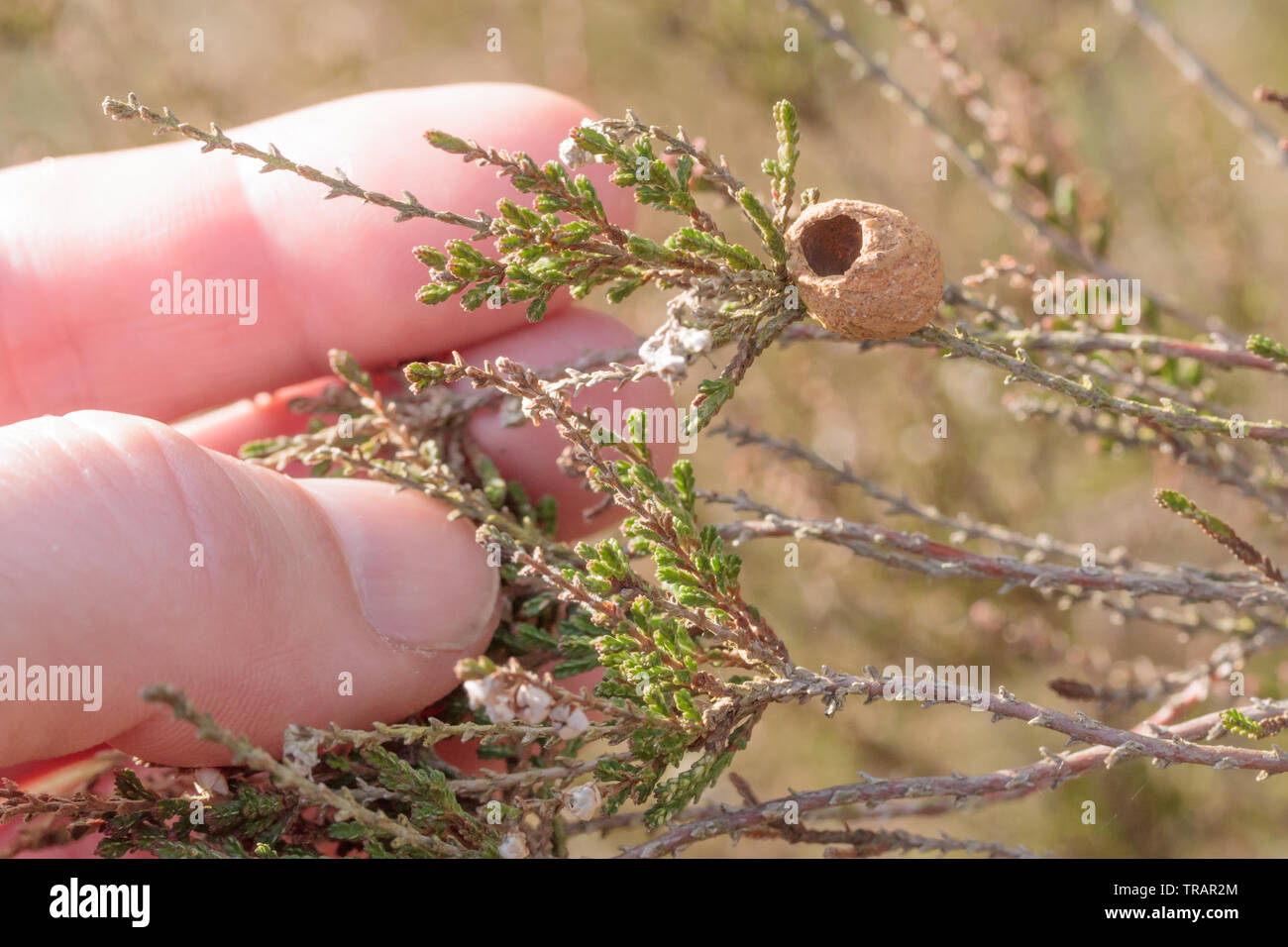 Nest of heath potter wasp hi-res stock photography and images - Alamy