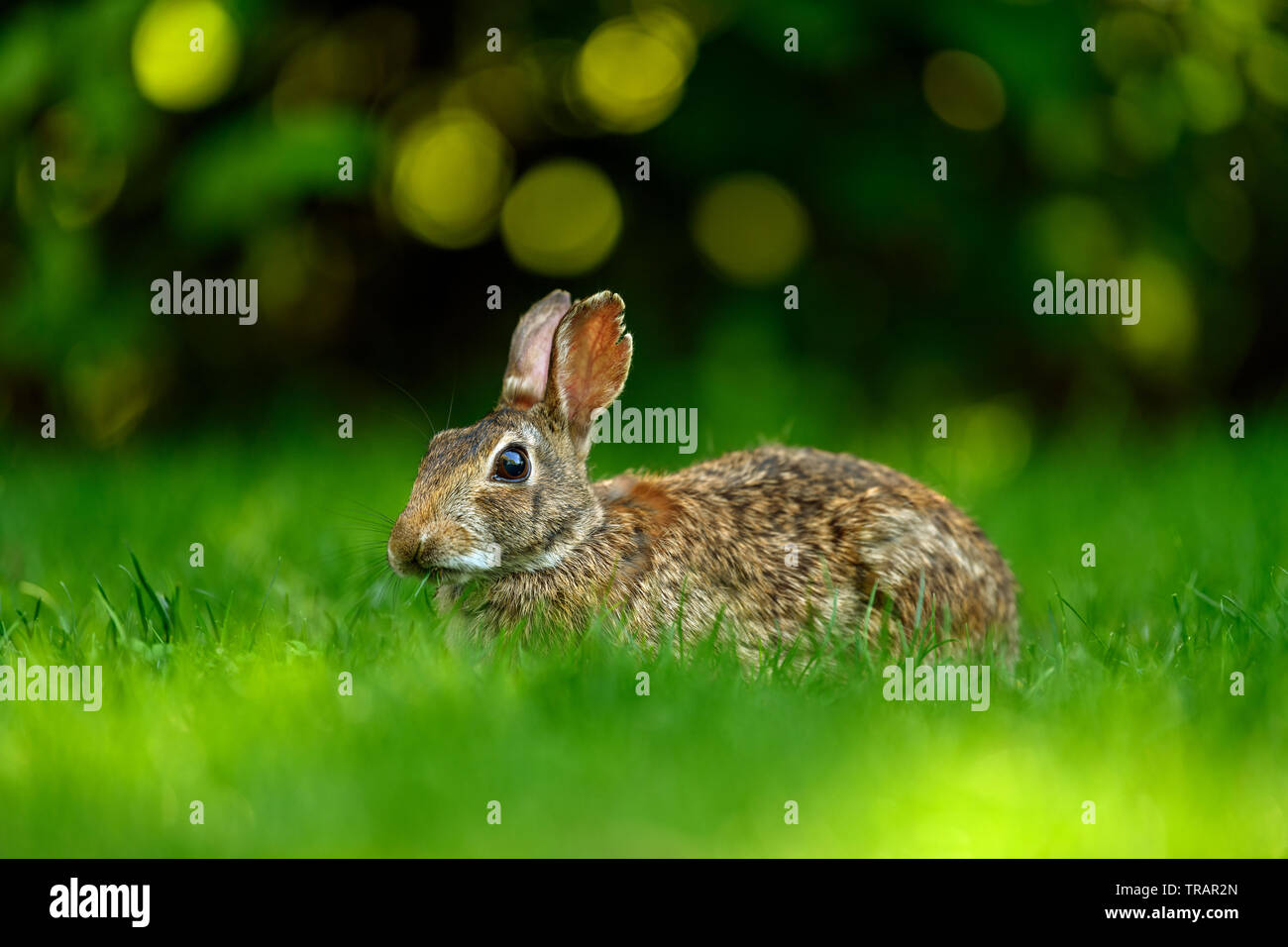 Sylvilagus Floridanus