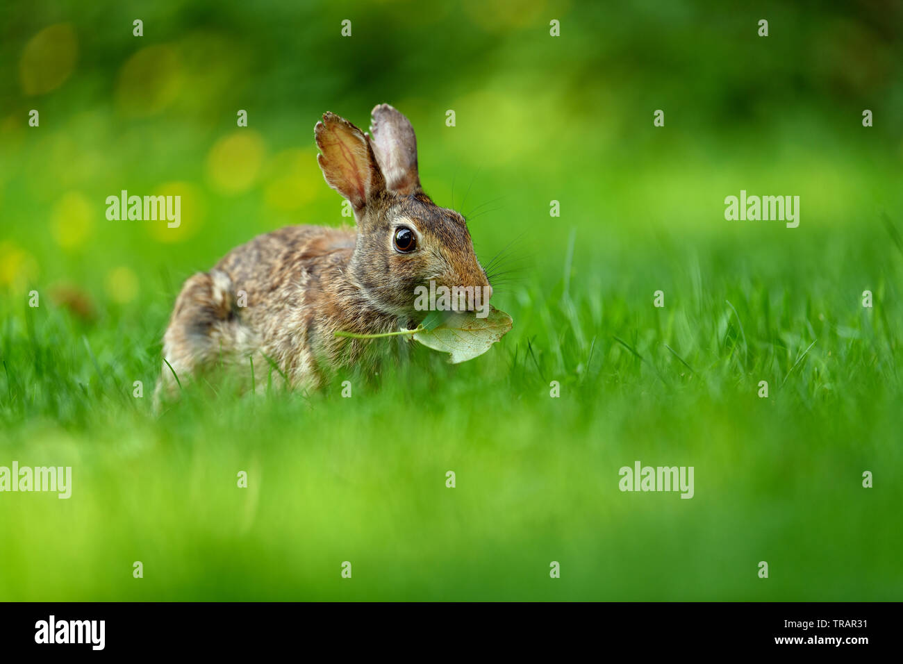 Front view photo of a young eastern cottontail rabbit (Sylvilagus ...