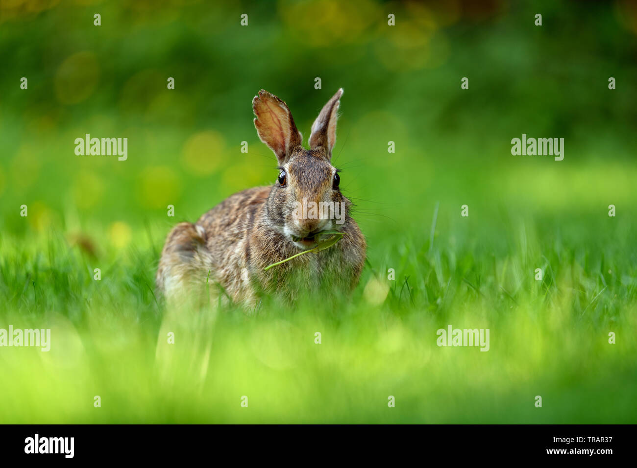 Front view photo of a young eastern cottontail rabbit (Sylvilagus ...