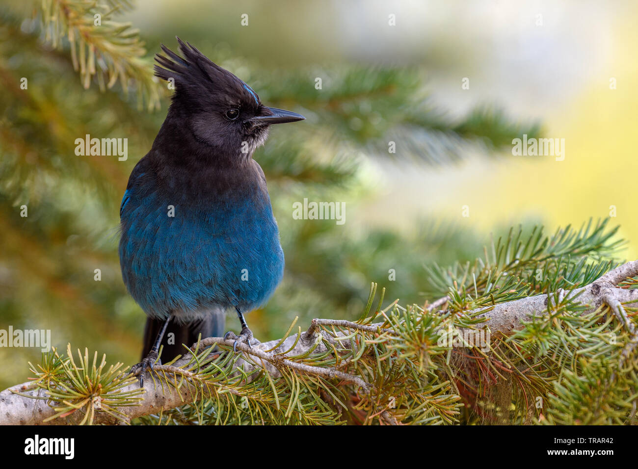 Stellers jay cyanocitta stelleri in hi-res stock photography and images - Alamy
