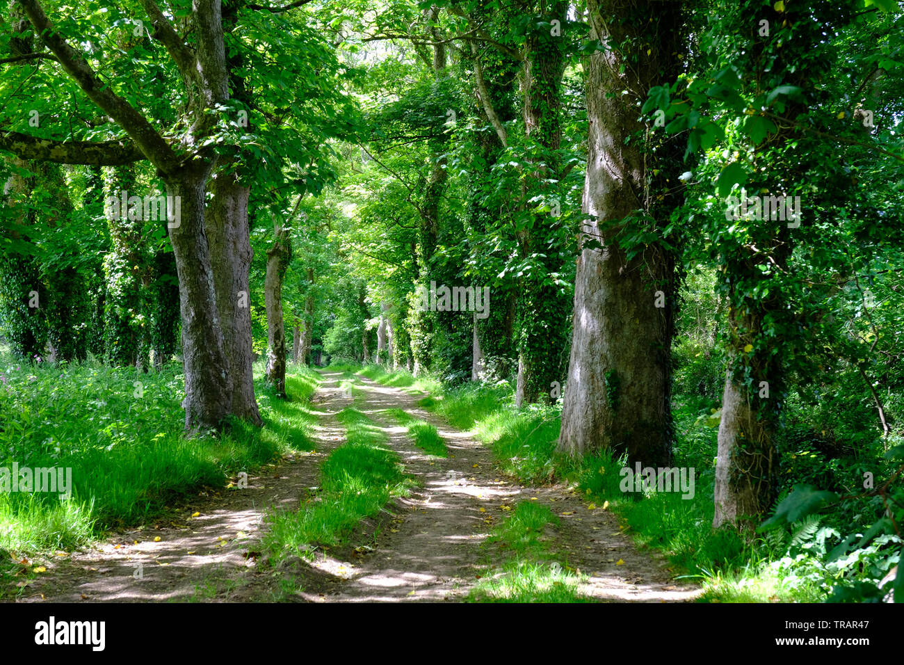 Tree lined track hi-res stock photography and images - Alamy