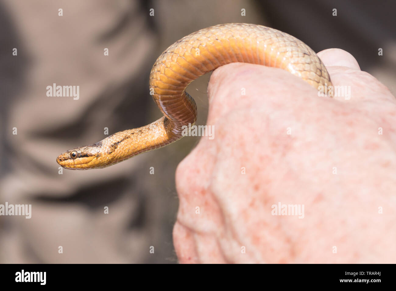 Snake coronella austriaca under licence hi-res stock photography and ...