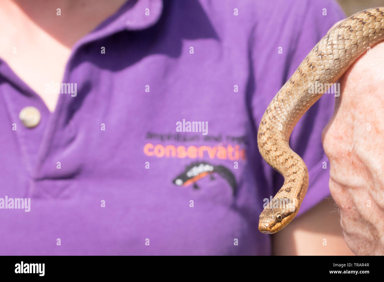 Smooth snake (Coronella austriaca) handled under licence on reptile ...