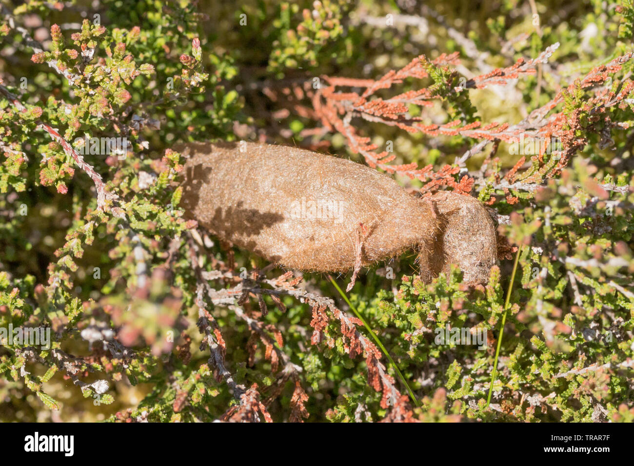 Fox moth (Macrothylacia rubi) cocoon found on heathland. Surrey, UK ...