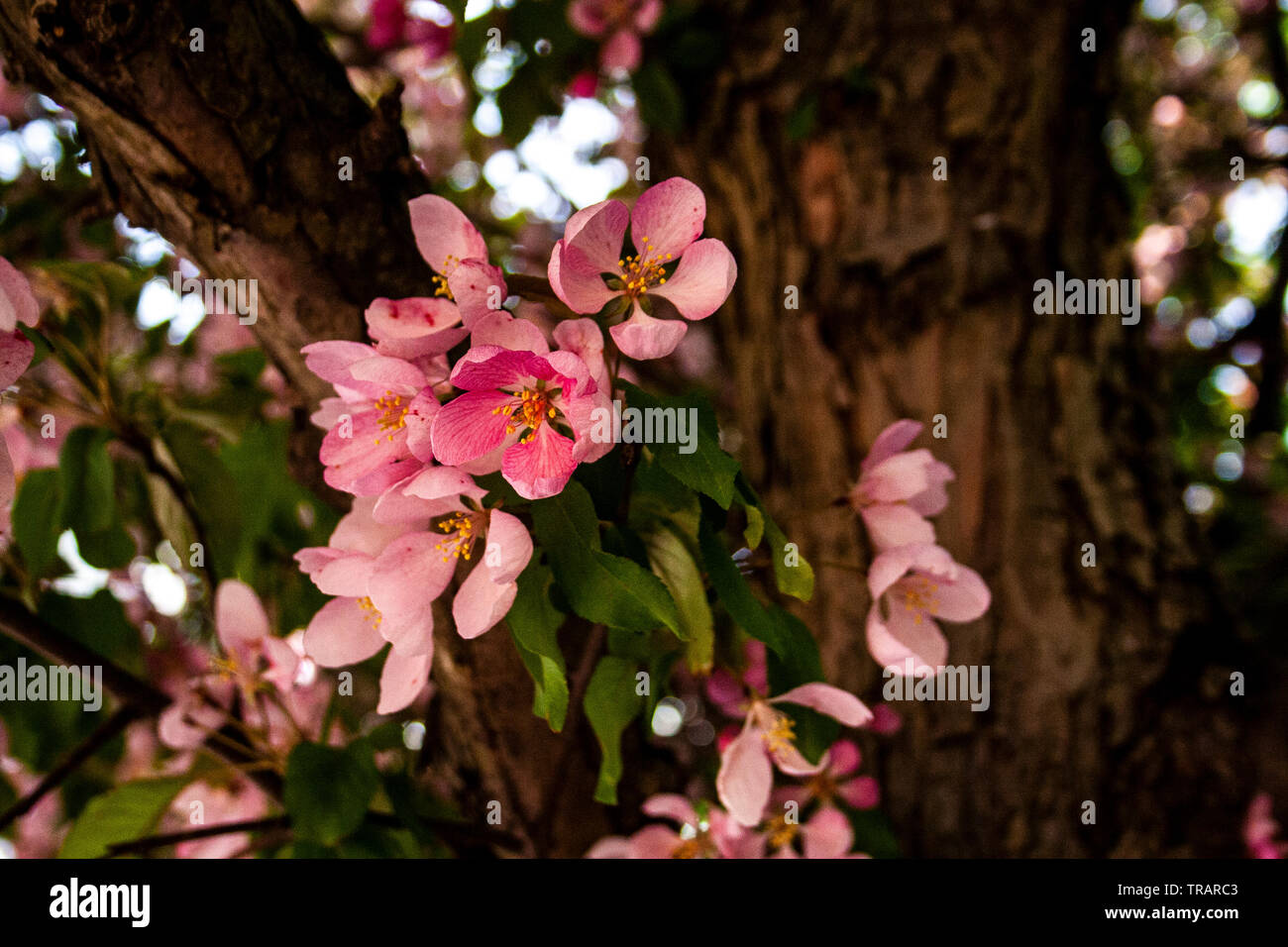 Spring flowers in toronto hi-res stock photography and images - Alamy
