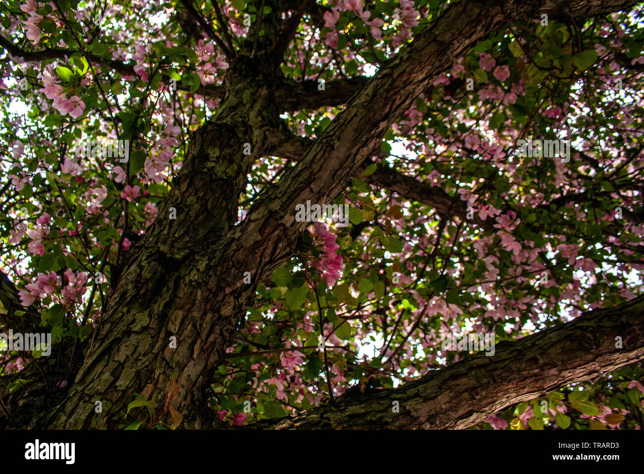 Branches tree blooming leaves hi-res stock photography and images - Alamy